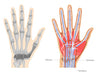 Mr Rupert Wharton | Hand, Wrist and Upper Limb Surgeon