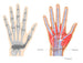 Mr Rupert Wharton | Hand, Wrist and Upper Limb Surgeon